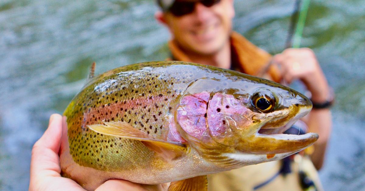 Fishing's 'Hero Pose': How Do The Fish Feel?