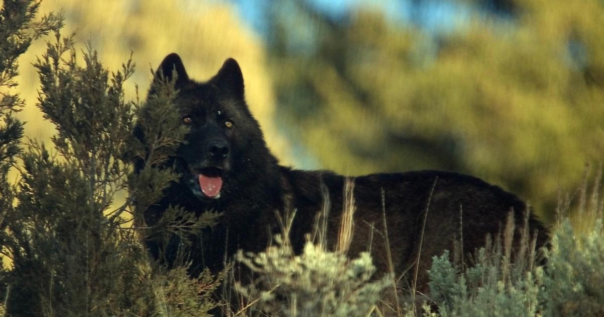 Yellowstone Wolf 302 Latest Star In Rick McIntyre's Lobo Trifecta