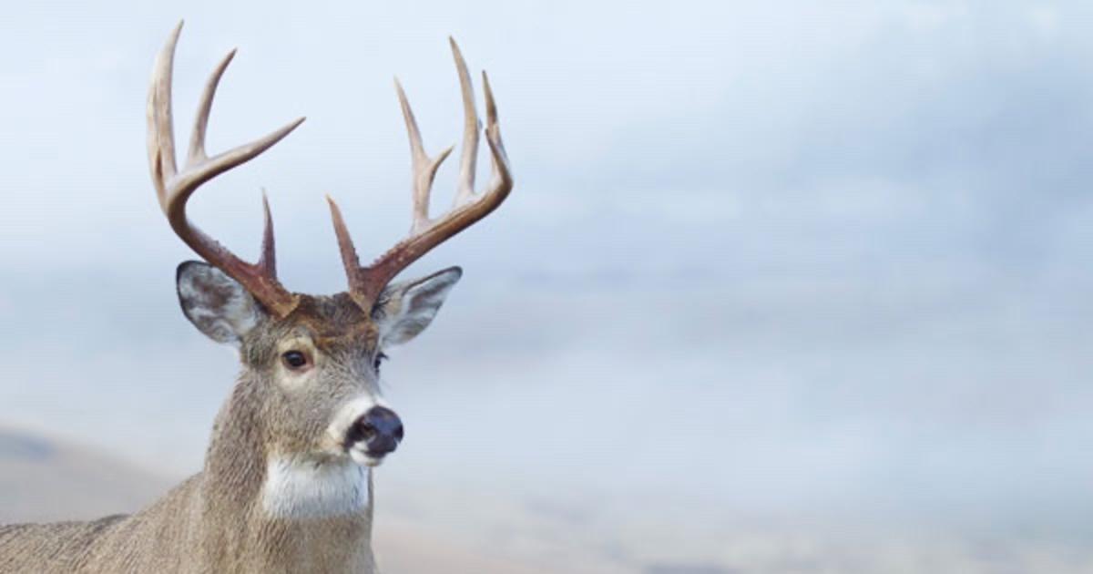 White-tailed Deer Buck With CWD Confirmed Near Bozeman