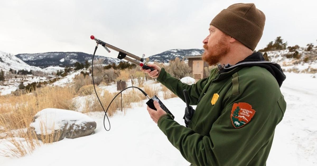 Dan Stahler: Yellowstone Wolf Project's New Alpha