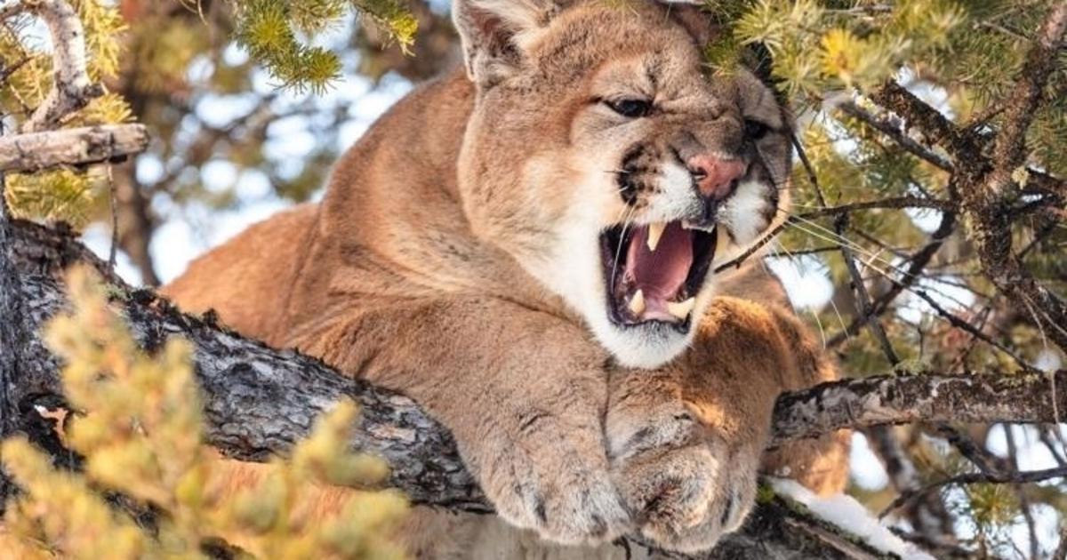 Hunters Should Recognize Predators as Allies, not Competitors