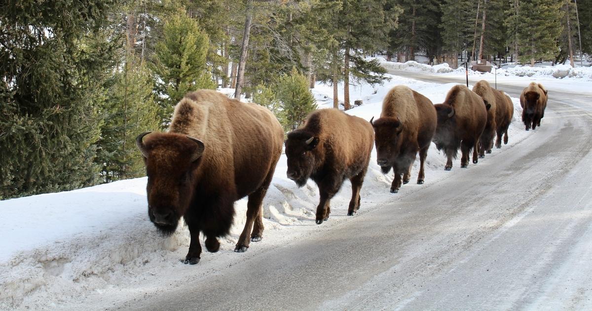 Bison Restoration in Greater Yellowstone gets $3M Boost