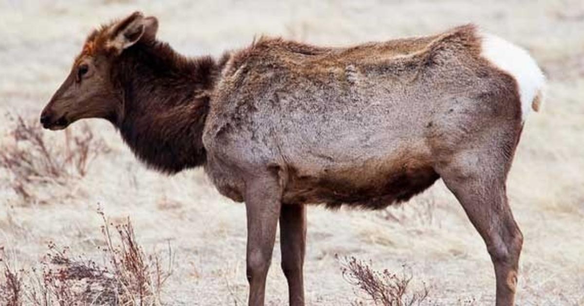 CWD Cases Increasing as Feedgrounds Remain in Hotseat