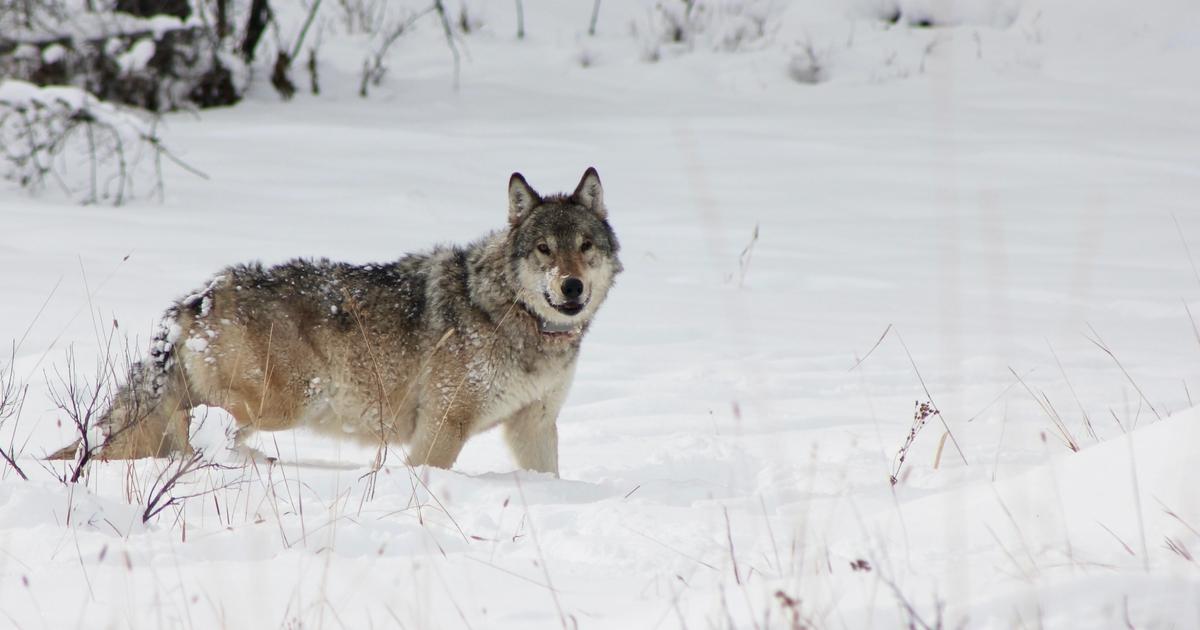 Legendary Yellowstone Wolf Dies After Fight with Rival Pack