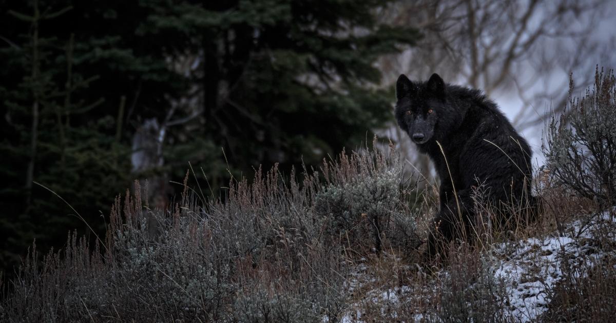 Myth-Busting and the Great Gray Wolf
