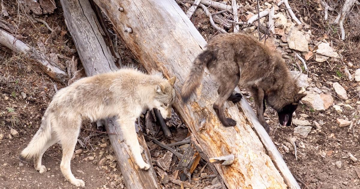 Montana Updates Wolf Management Playbook as Hunting Bills Advance