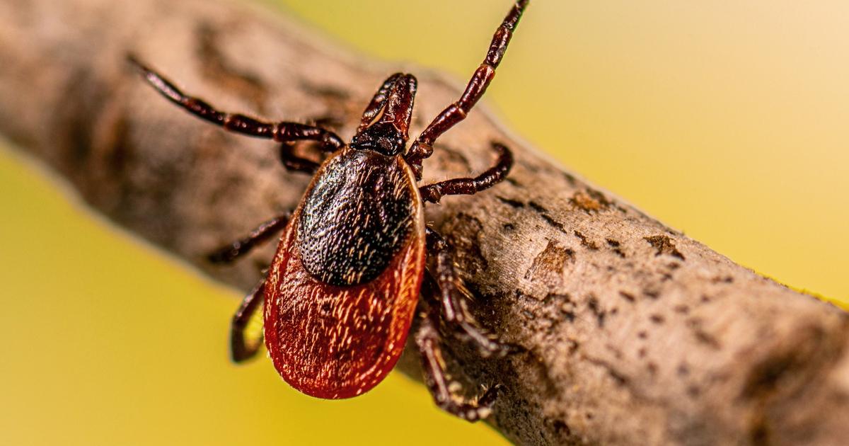 Montana Health Officials Monitoring Deer Ticks After 2024 Discovery