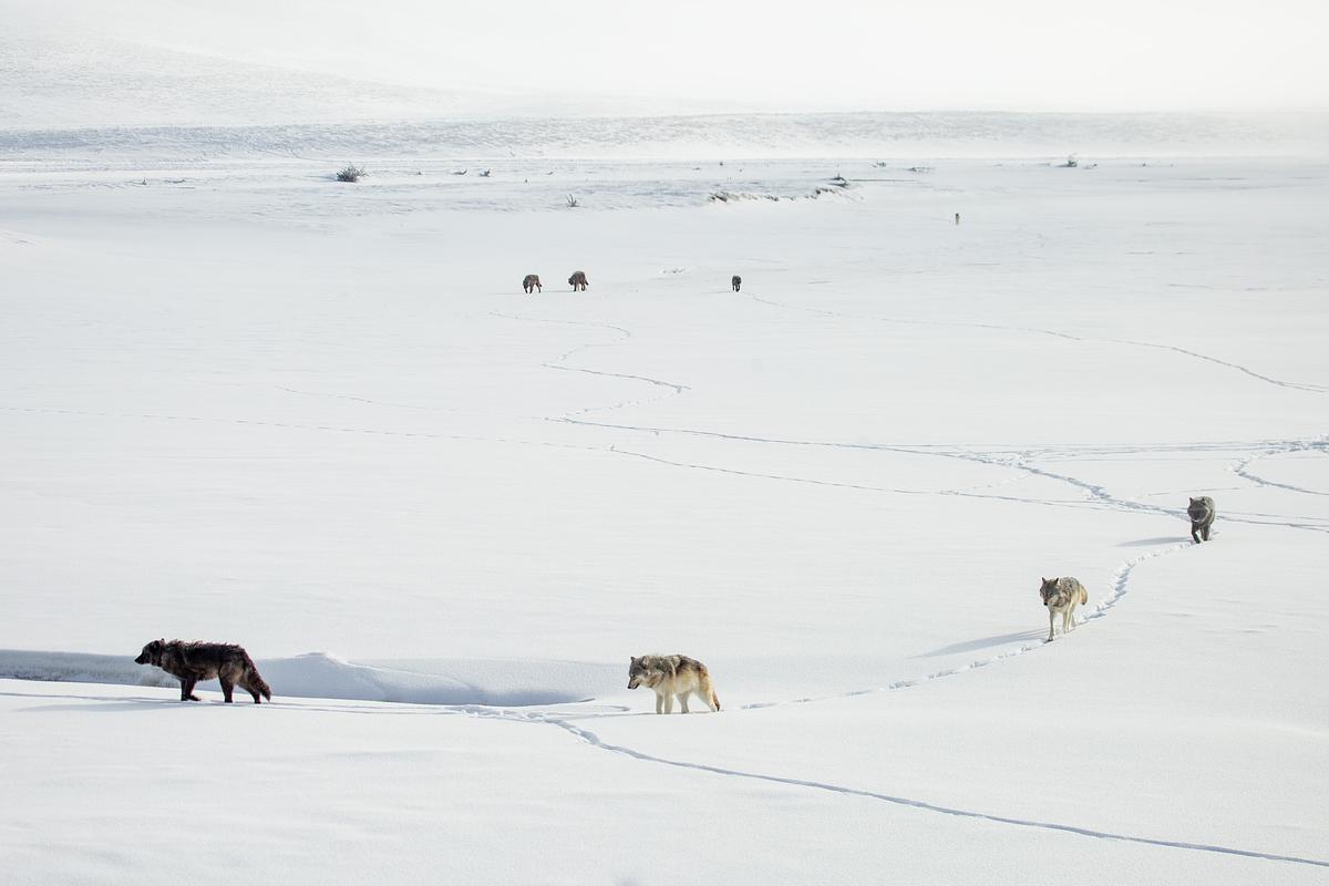 What Happens When Wolves Leave Yellowstone - Mountain Journal