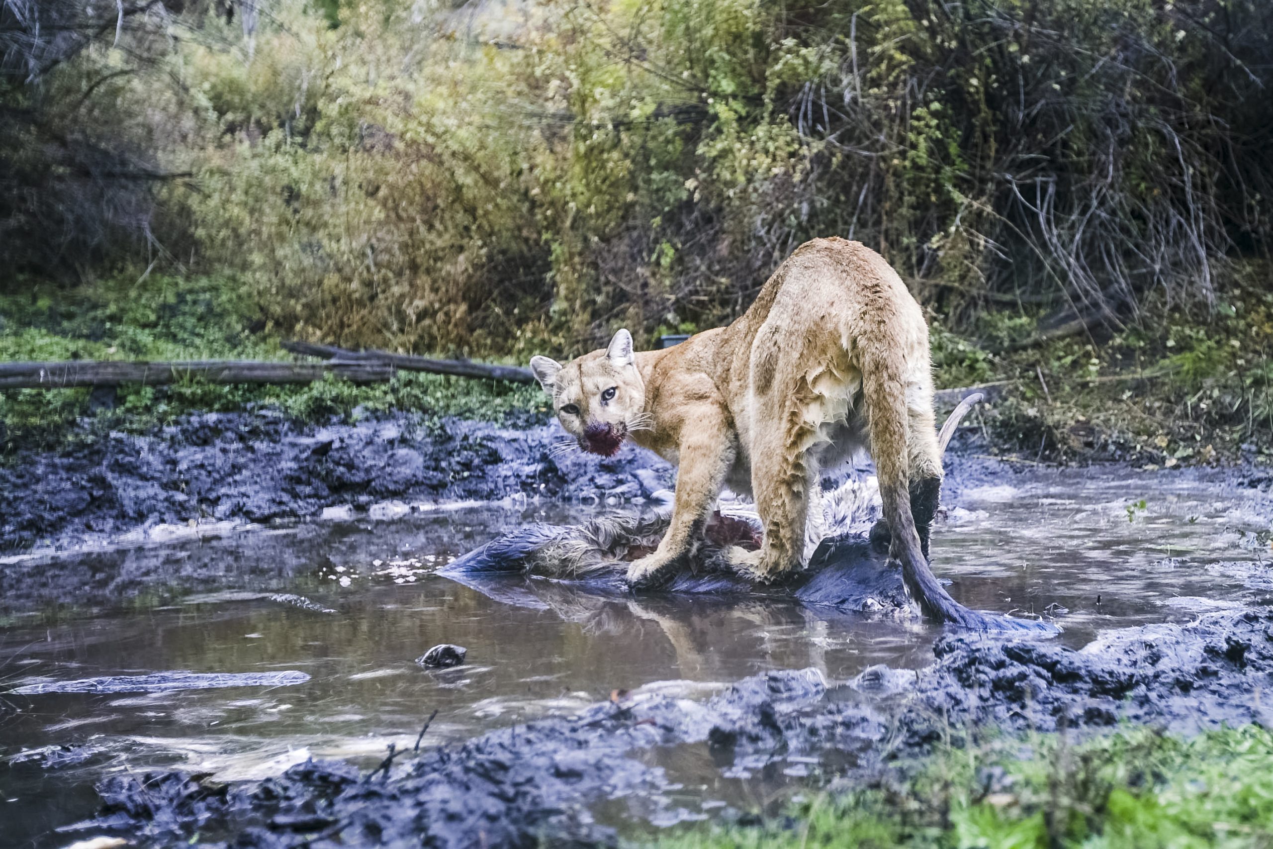Filming Montana’s Stealthiest Predator: the Mountain Lion - Mountain ...