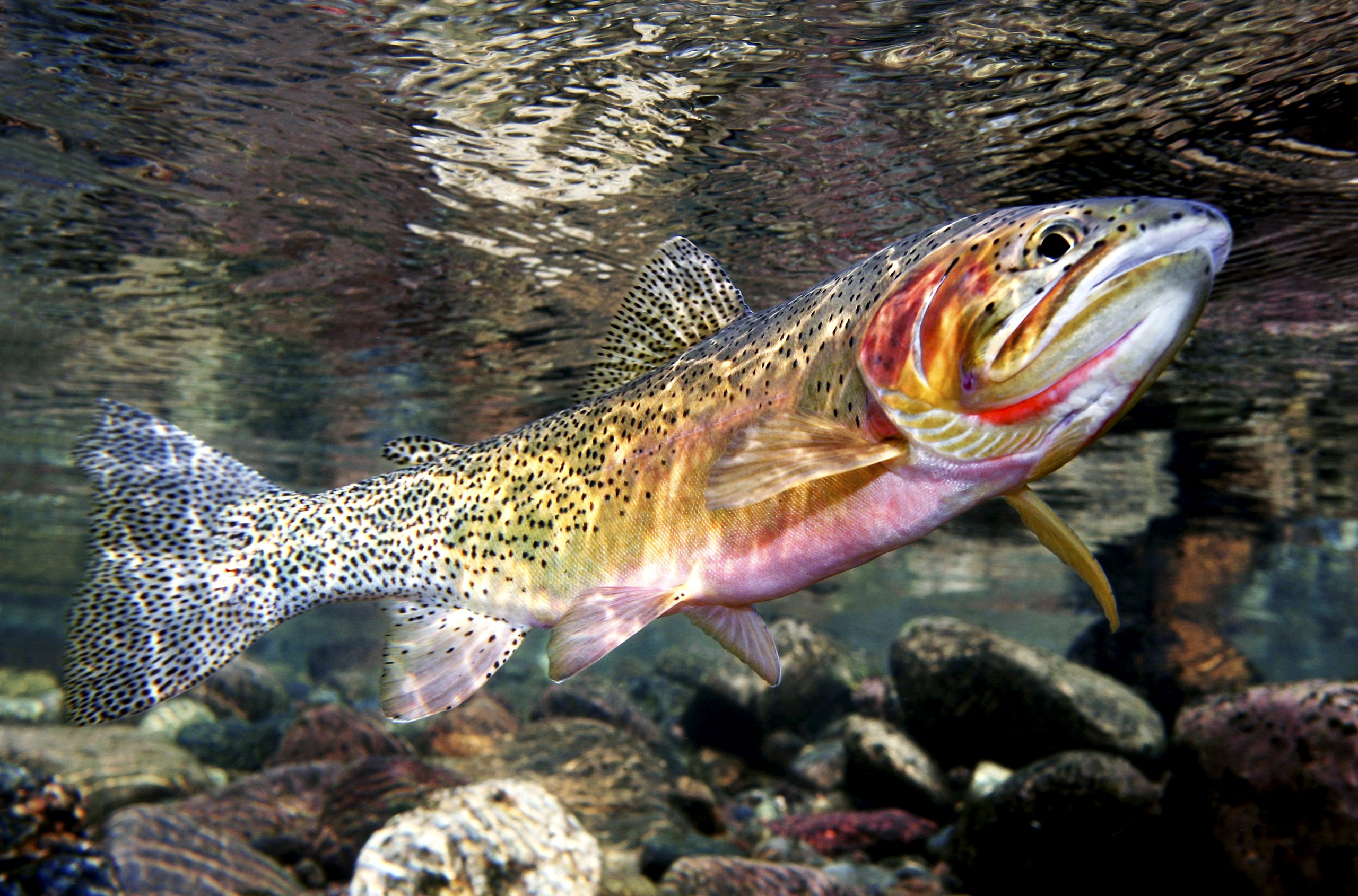 Part 2, Give a Man a Fish: How Stocked Waters Blurred Lines Between ...