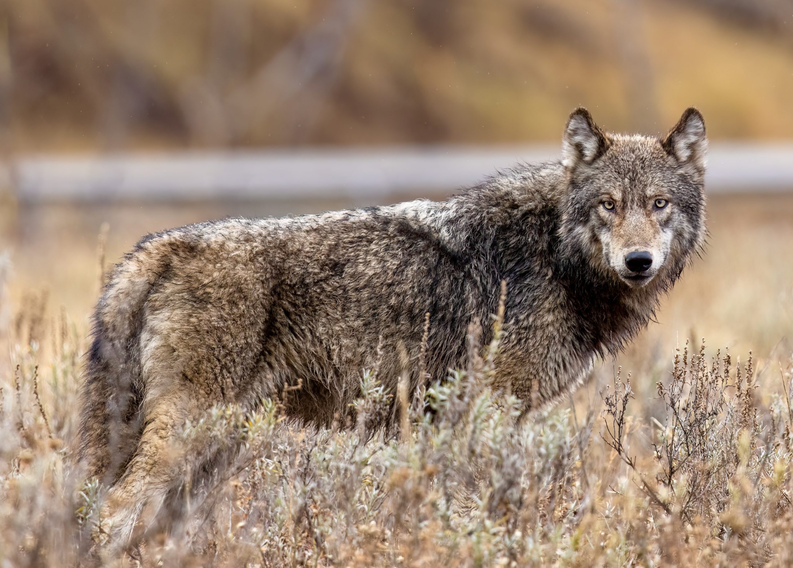 Pack Politics: How Political Identity can Twist Perception of Wolves ...