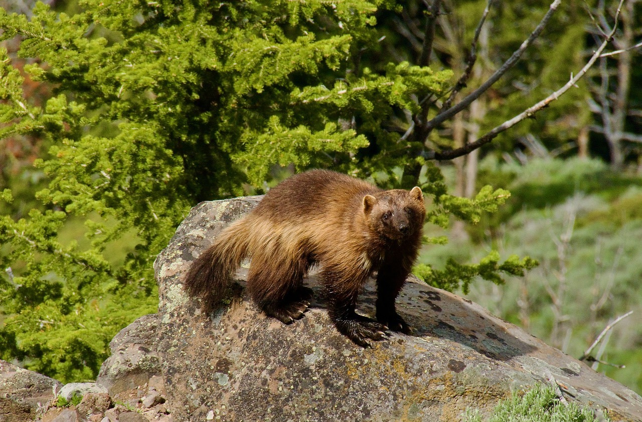 Wolverine Advocates Sue FWS for Missing ESA Deadline. Are Grizzlies ...