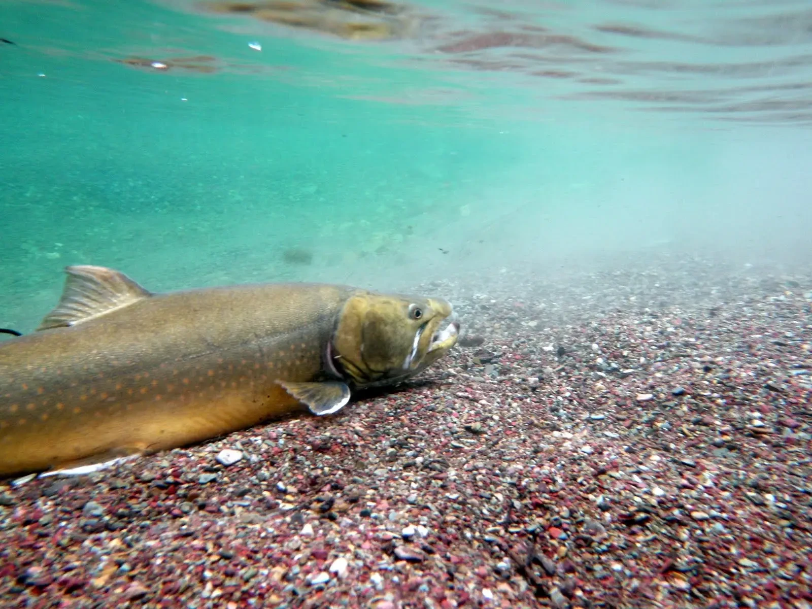 Talk to the Trout: New Web Tool Lets Fish Predict River Conditions ...